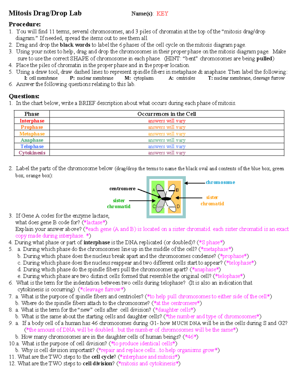 Mitosis Drag and Drop Lab: Key Procedures and Answers - Studocu