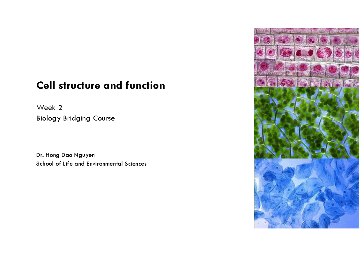 Biology Bridging Course: Cell Structure & Function Overview - Studocu
