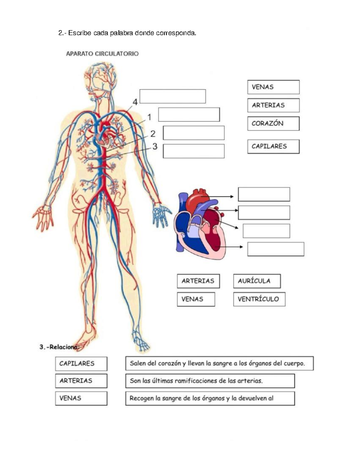 Sistema Circulatorio y Respiratorio: Palabras Clave y Funciones - Studocu