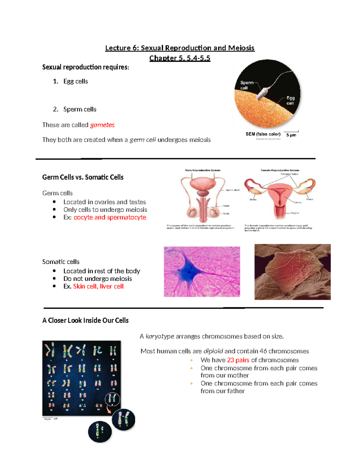 Lecture 6: Sexual Reproduction & Meiosis - Student Notes 2023 - Studocu