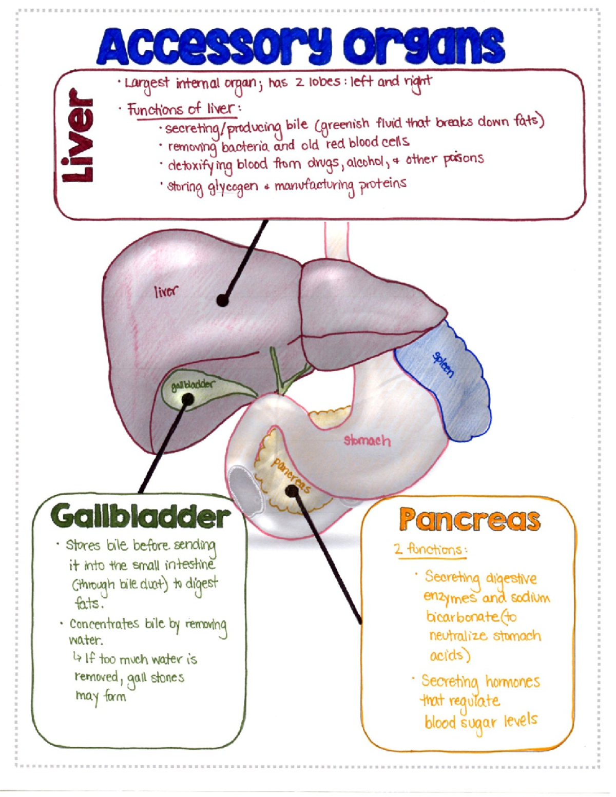 Accessory Organs Notes: Liver, Gallbladder & Pancreas Functions - Studocu