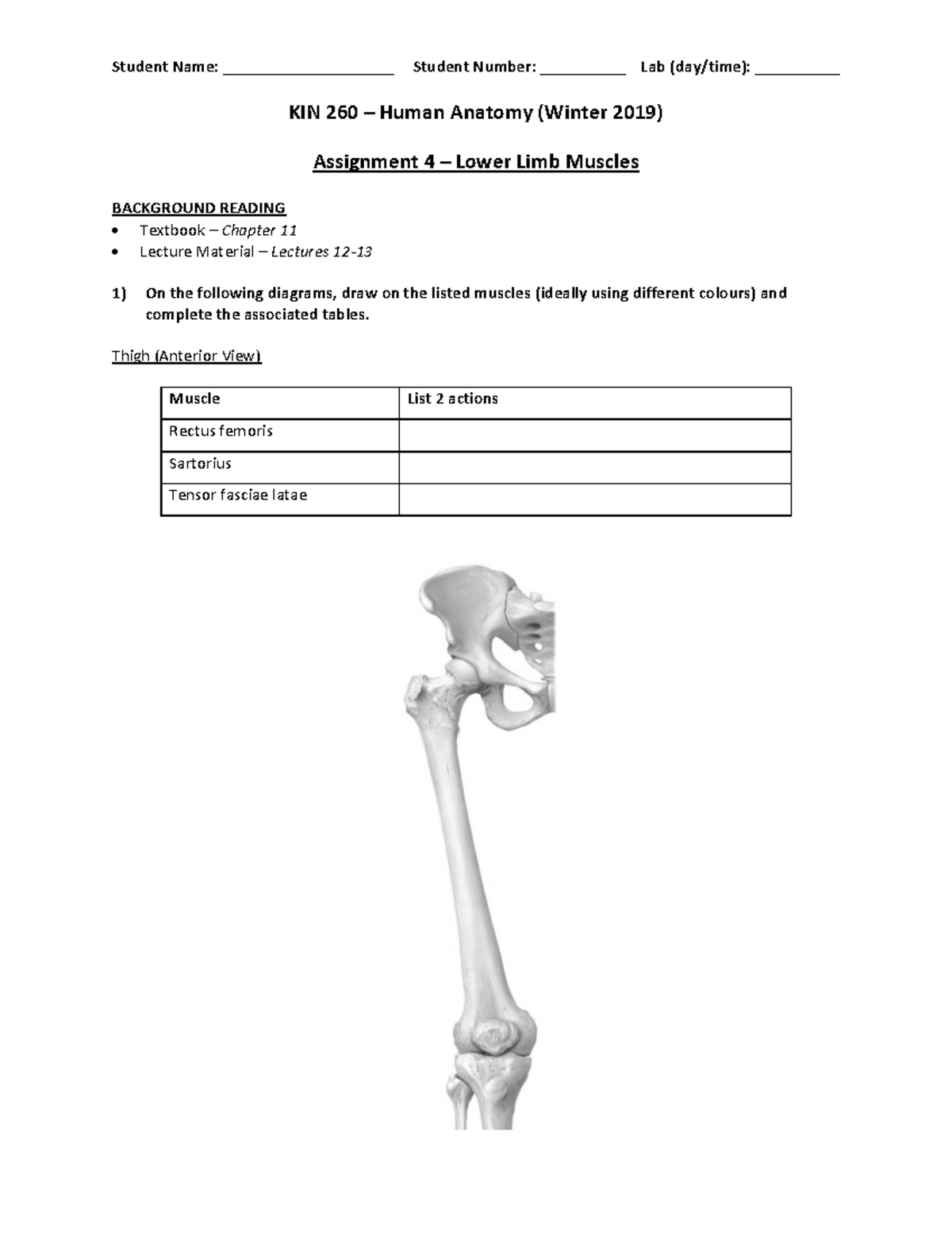 Lab 4 - Lower Limb Muscles - Assignment - Student Name ...