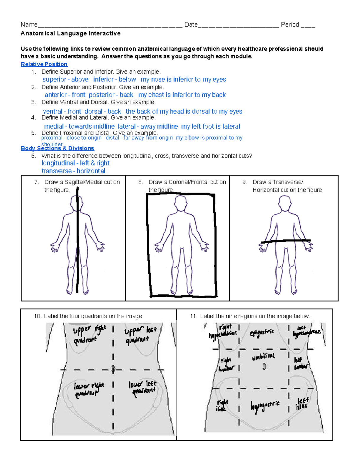 Muscle Anatomy Crossword