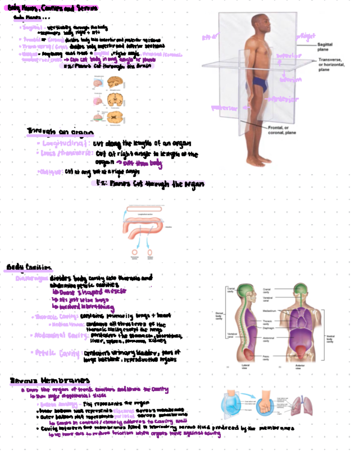 Kines 1Y03 - notes. - Body Planes , Cavities andSerous Body Planes ...