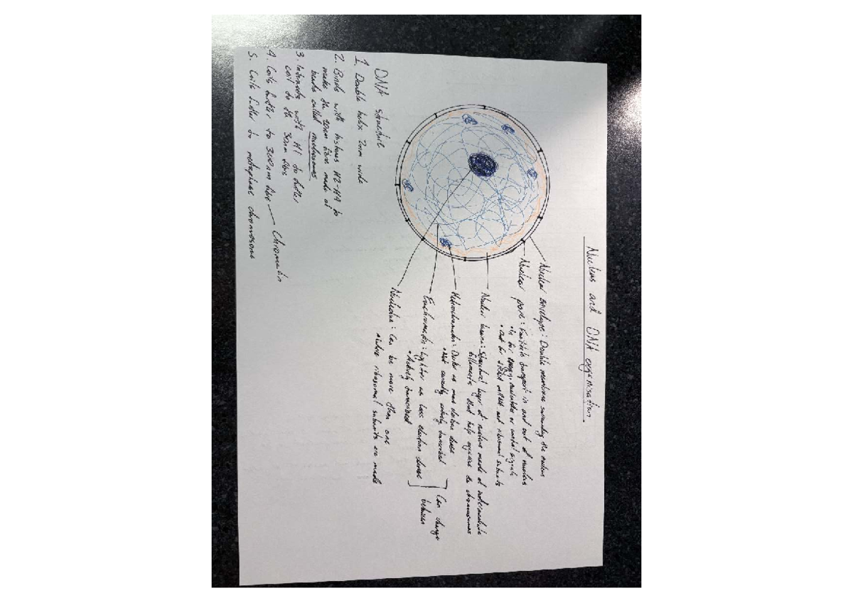 Nucleus and DNA Organization Summary for Bio 101 - Studocu