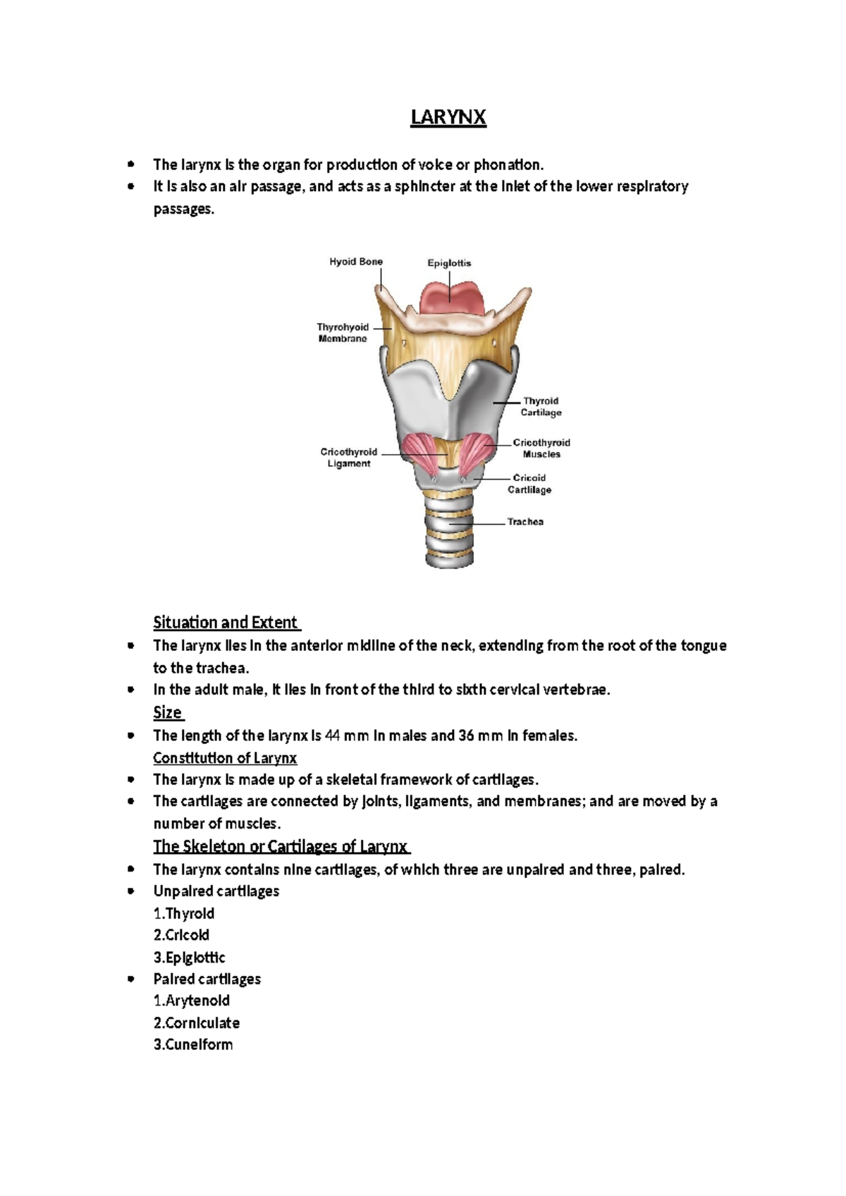 Larynx anatomy and function: An overview of its structure and role ...