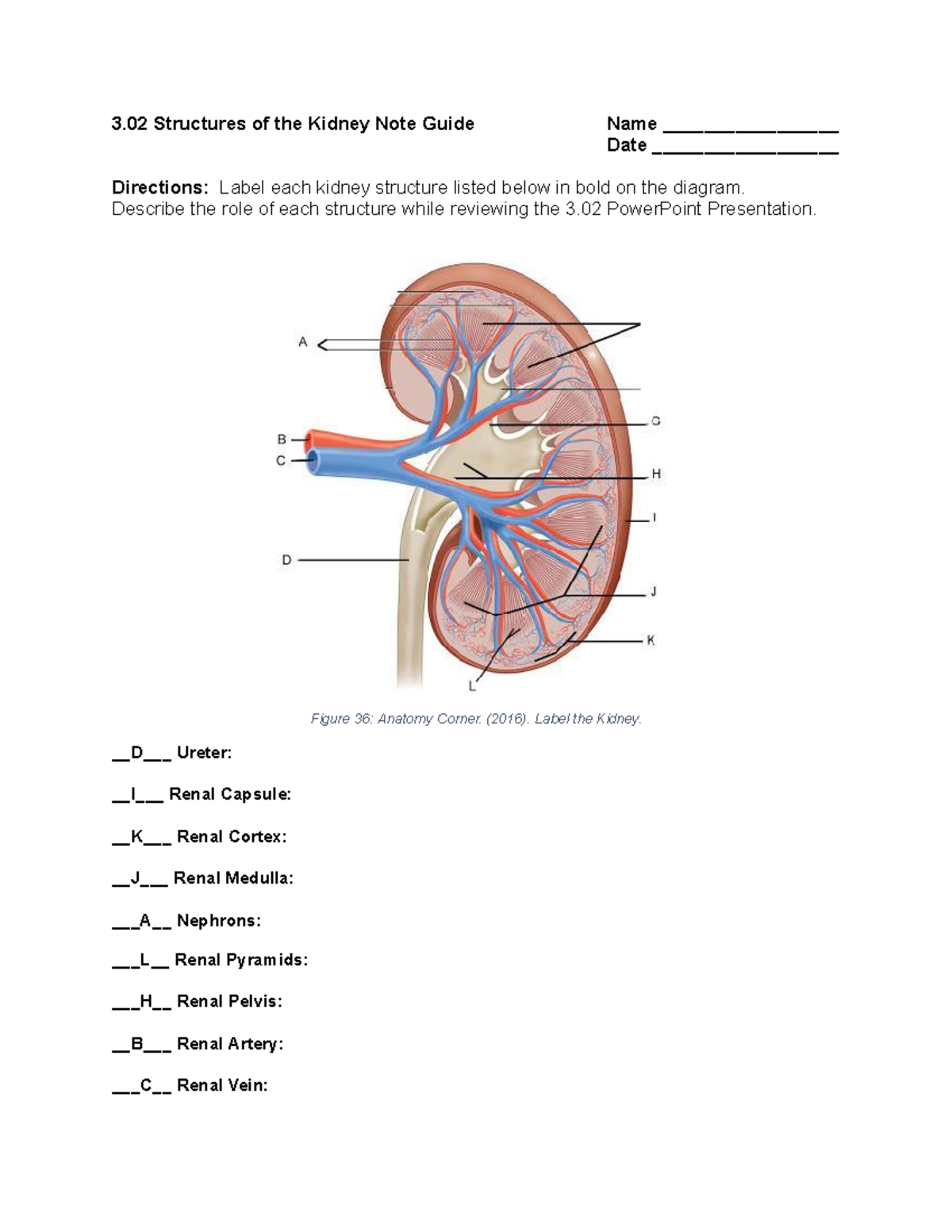 3.02 Structures of the Kidney Note Guide - Describe the role of each ...