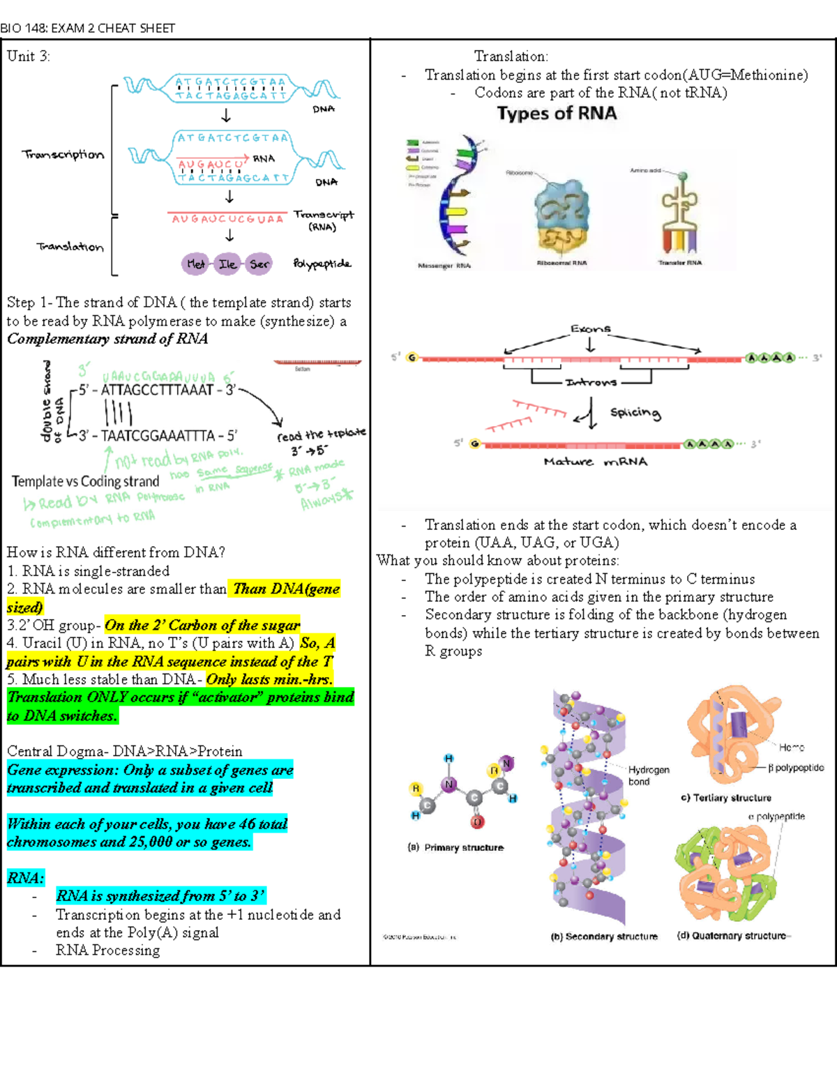 BIO 148 Exam 2 Study Guide: Key Concepts and Mutations Explained - Studocu
