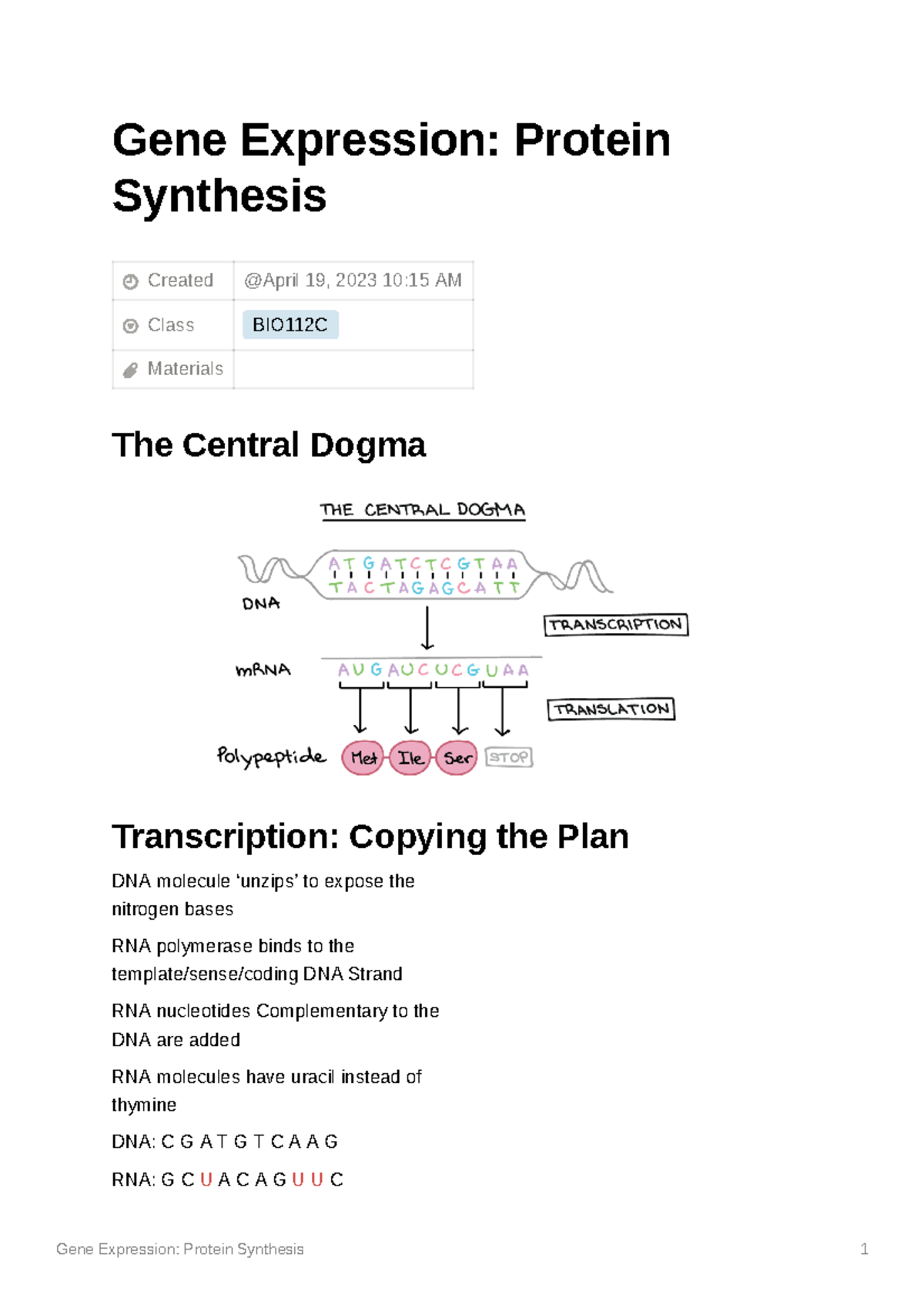 BIO112C Lecture Notes: Gene Expression & Protein Synthesis - Studocu
