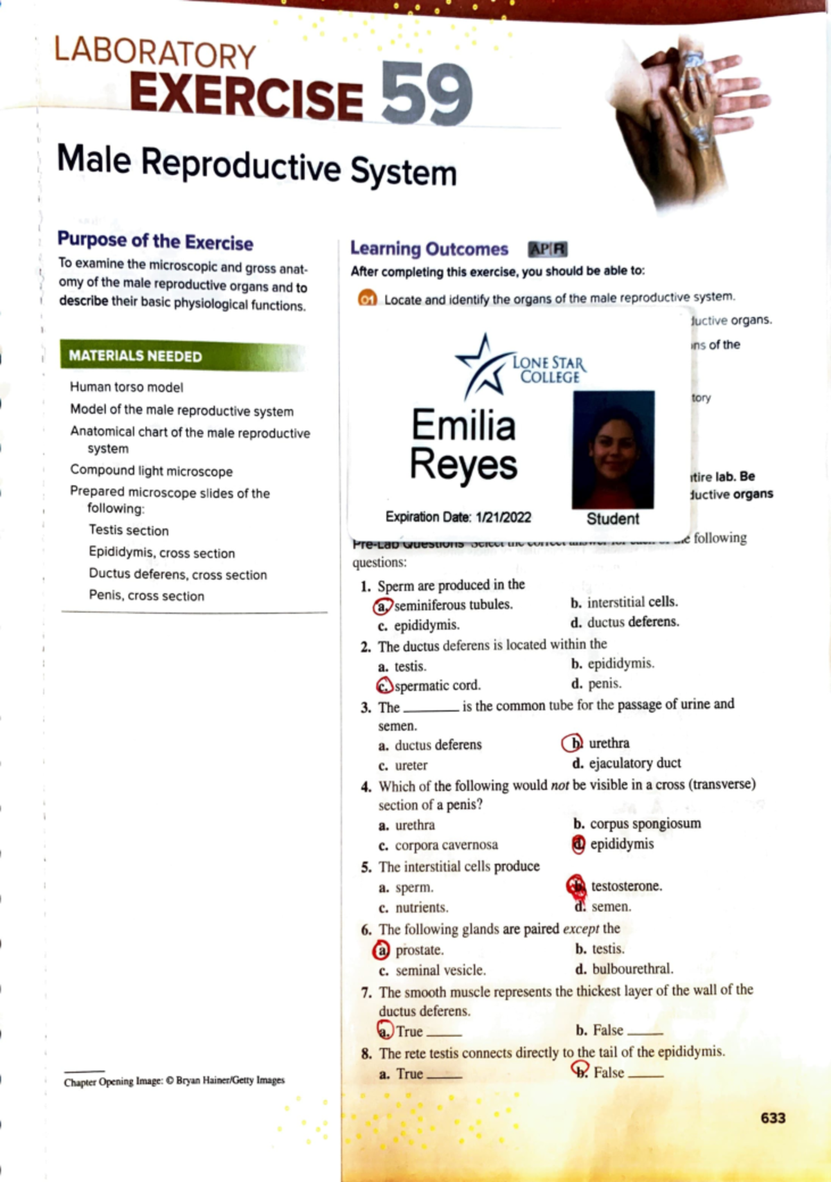 Lab 59 - Male Reproductive System Anatomy & Exercise Guide - Studocu