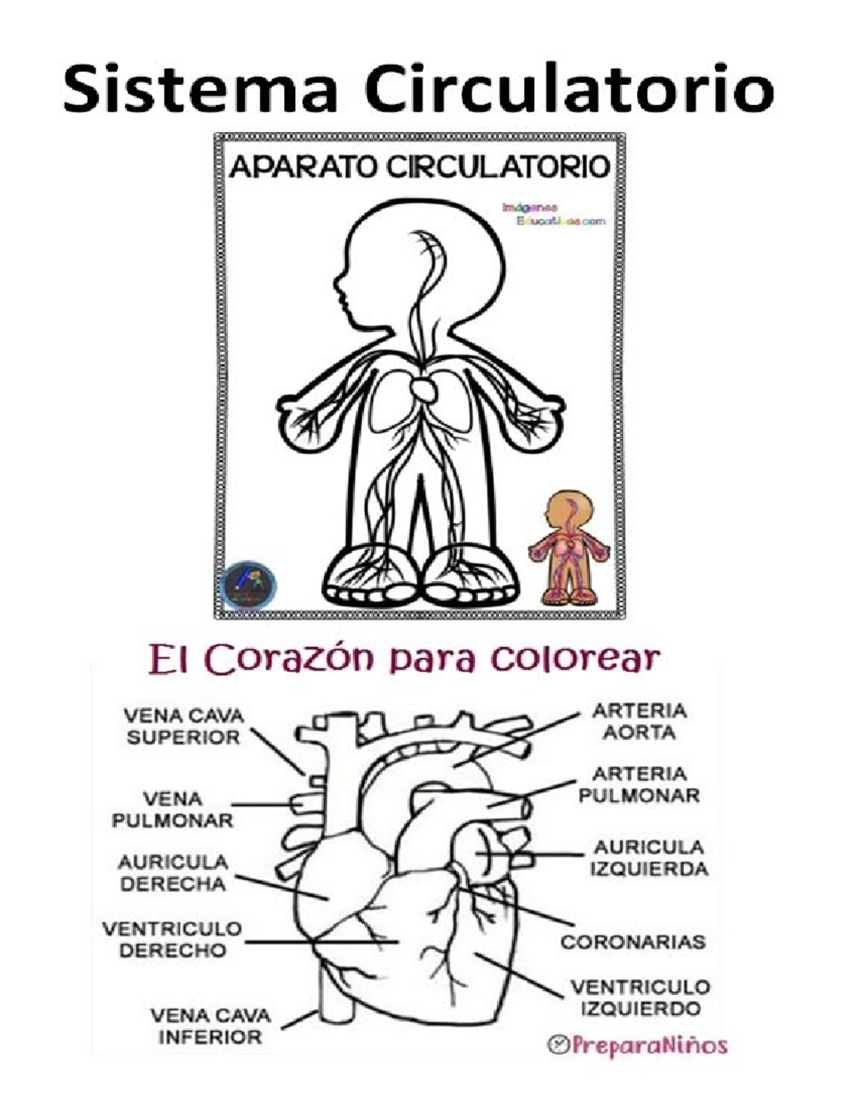Aparato+circulatorio - Ciencias Naturales - Sistema Circulatorio ...