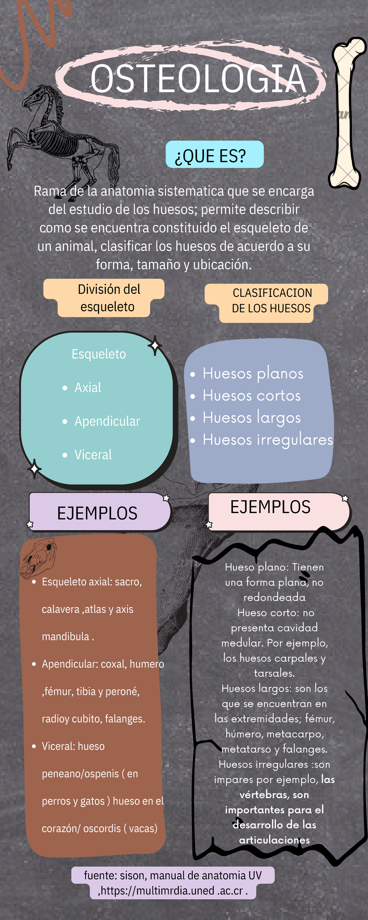 Infografia de osteologia Hannia S - OSTEOLOGIA Huesos planos Huesos ...