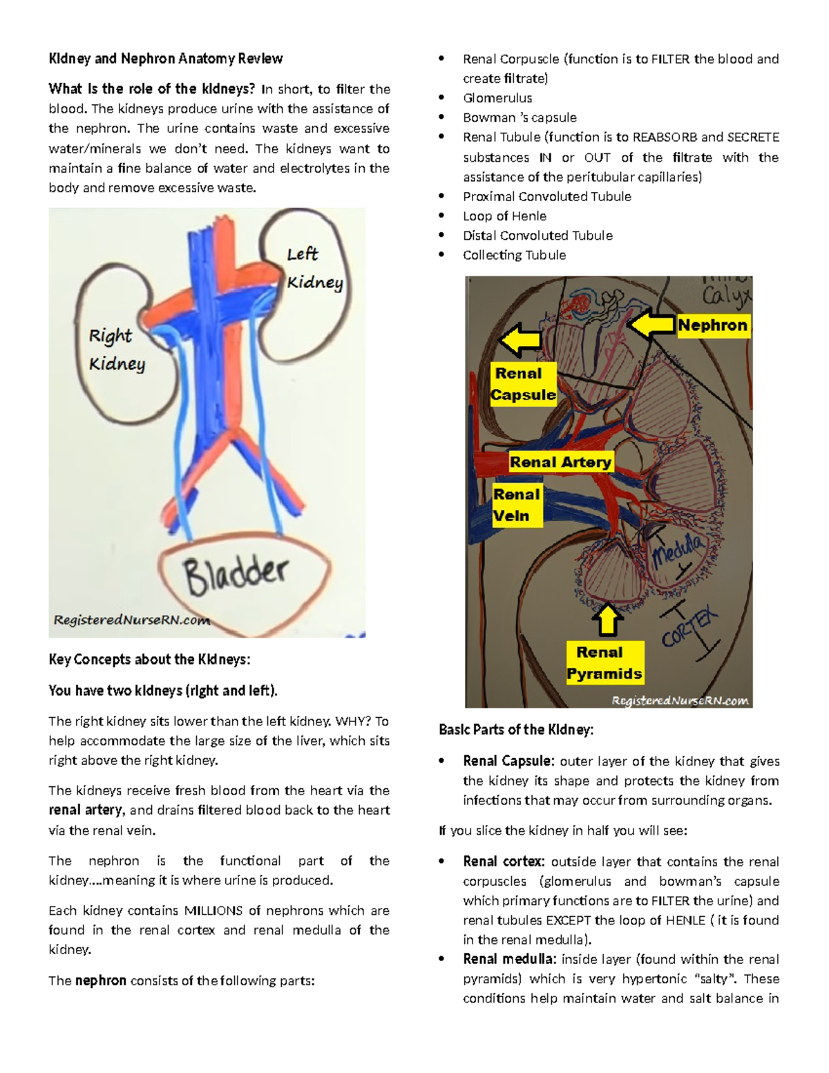 Review for Anaphy - Kidney and Nephron Anatomy Review What is the role ...