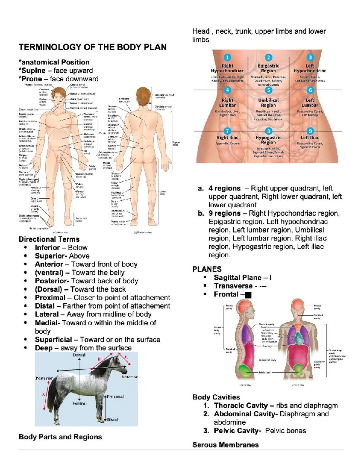 Human Anatomy and Physiology - Body Planes & Cavities (Ch 21-25) - Studocu