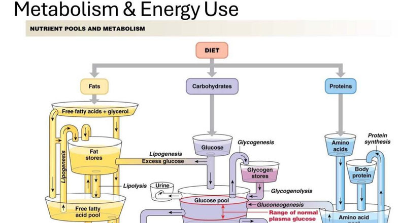 NUT3013 Metabolism: Energy Use & Nutrient Pools Overview - Studocu