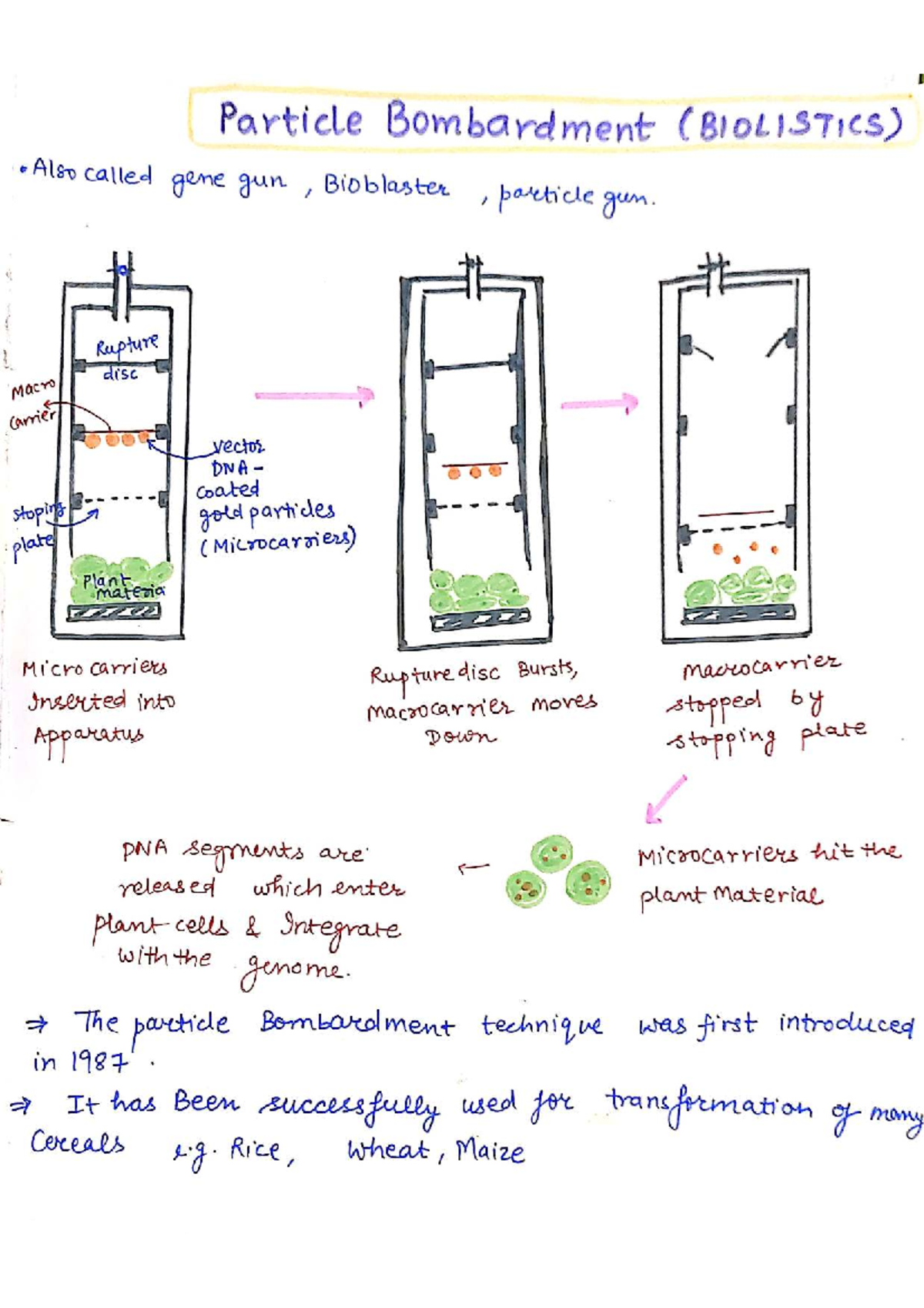 Gene Transfer Techniques in Animal Biotechnology (BIOLISTICS) - Studocu