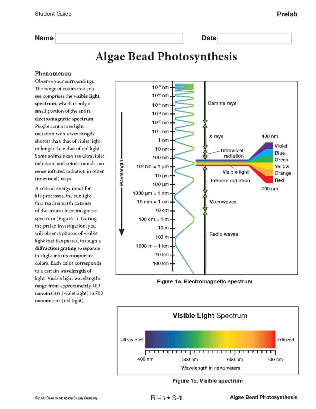 Algae Bead Photosynthesis PreLab Guide: Understanding Light Spectrum ...