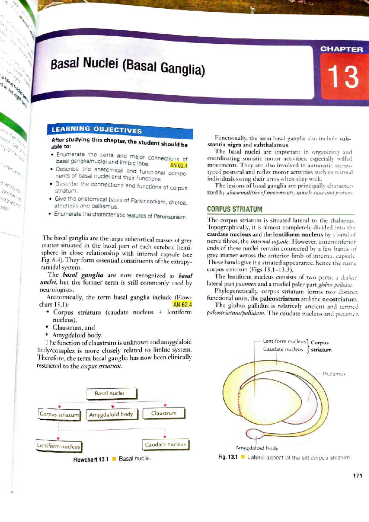 CHAPTER 44: Basal Nuclei (Basal Ganglia) - AN 62.4 Study Notes - Studocu