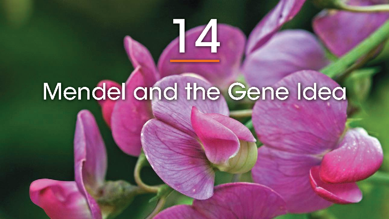 Mendelian Genetics and Inheritance Patterns - CH 14 Overview - Studocu