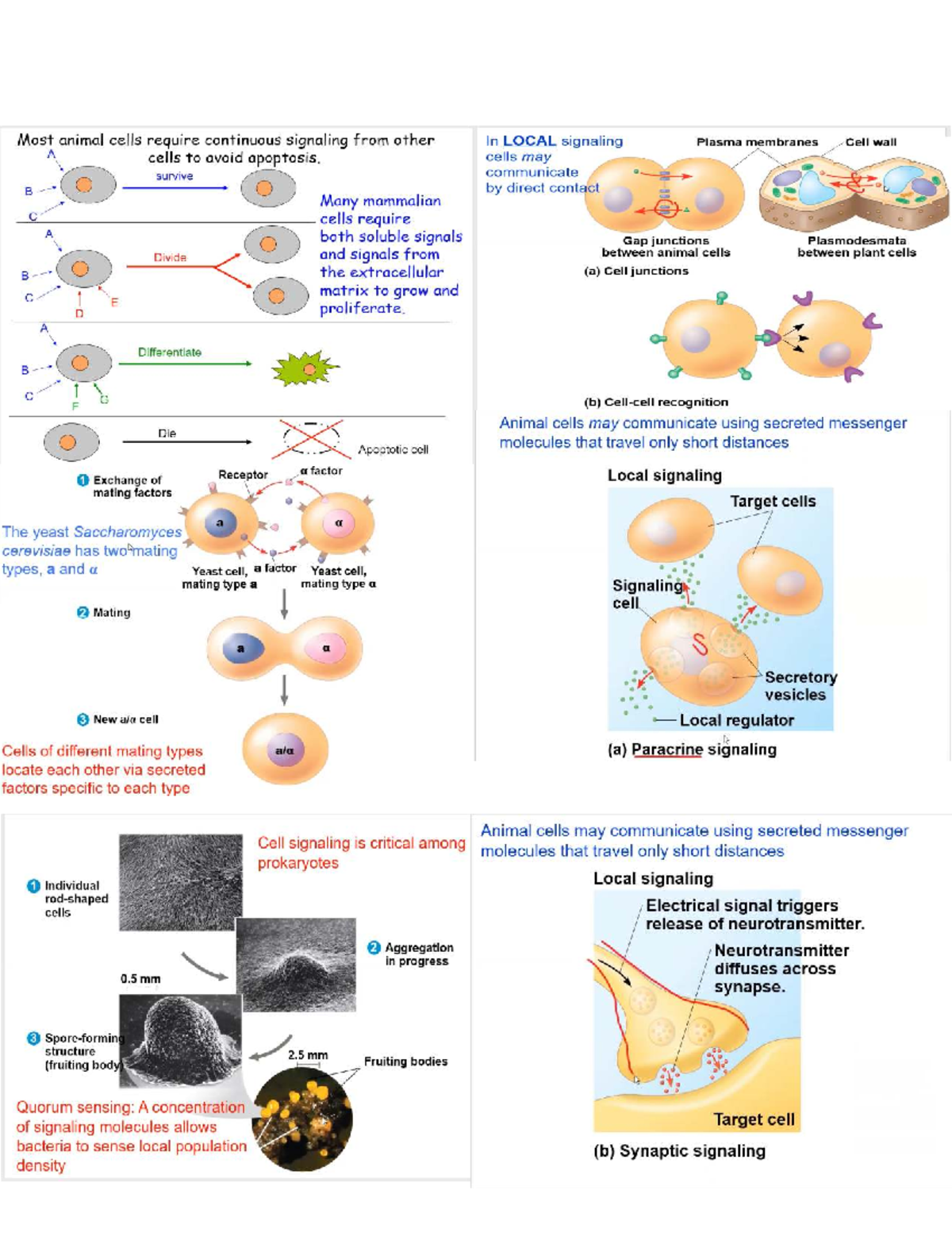 Bio102 Chapter 11 - Local Signaling and Cell Communication - Studocu