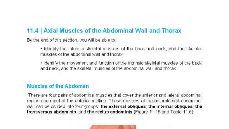 BIO 4 Lecture Notes: Axial and Appendicular Muscles Overview - Studocu