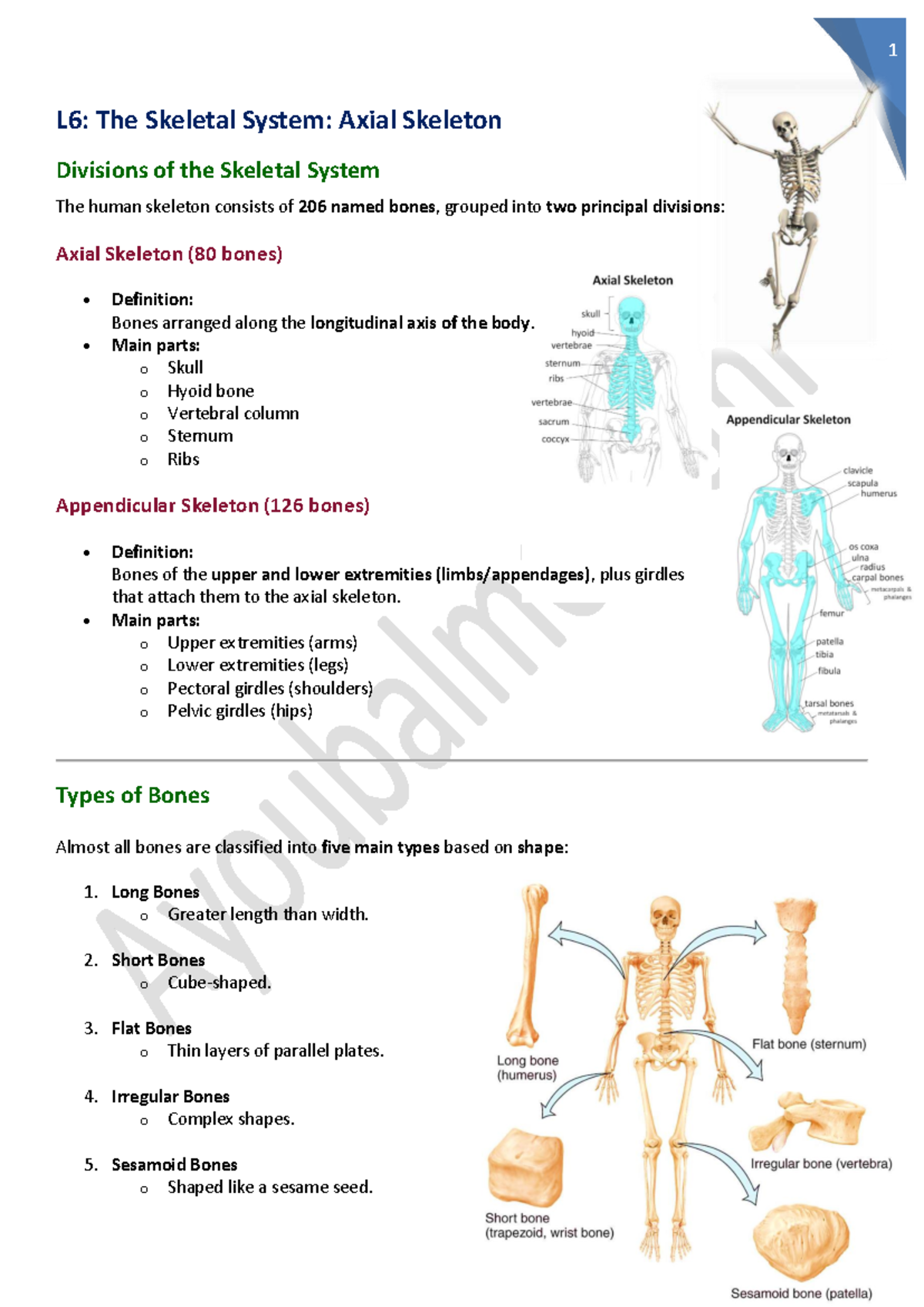 Ayoub - L6: Overview of the Axial Skeleton and Its Divisions - Studocu