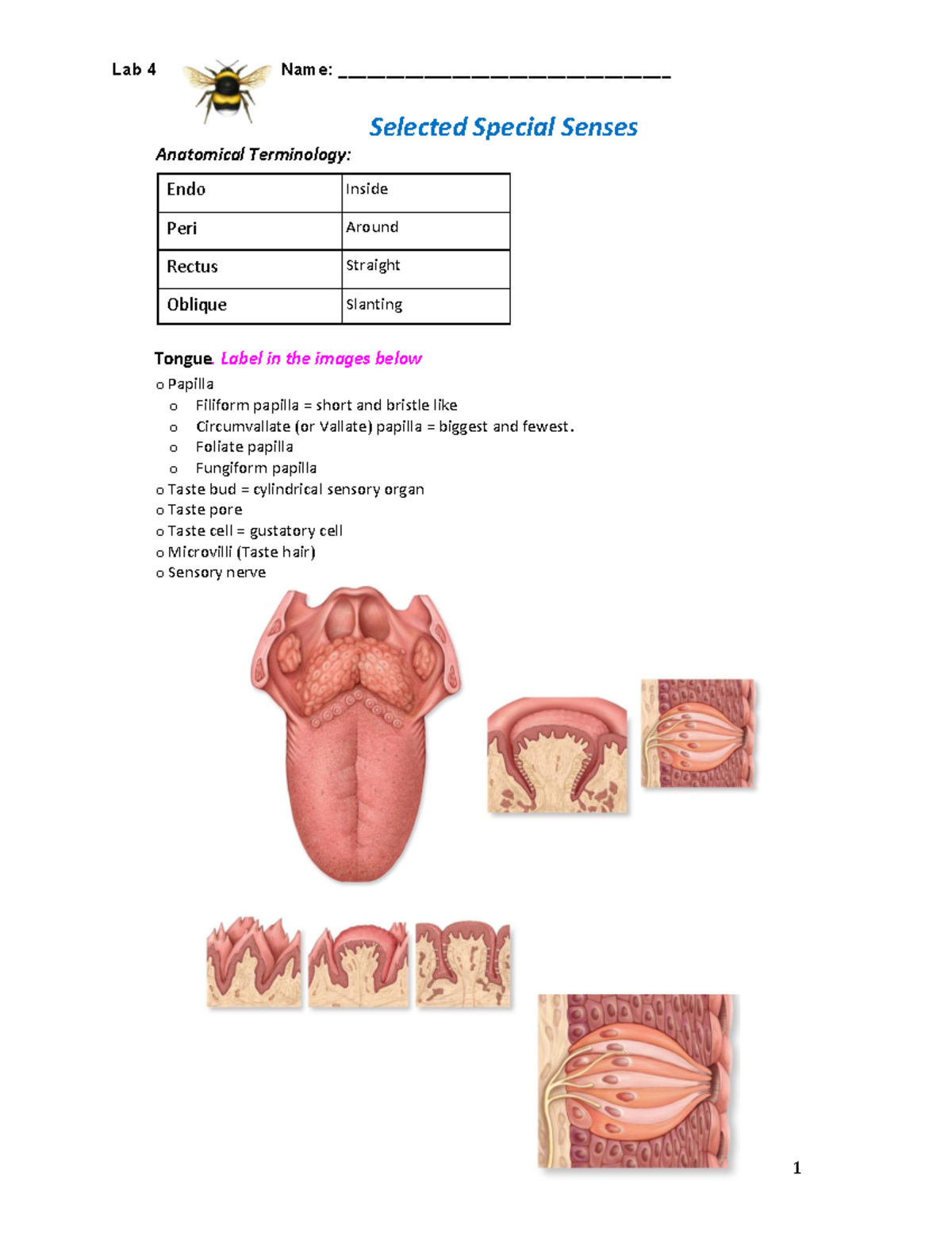 Selected Special Senses Anatomy Lab 4: Labeling Guide & Terminology ...