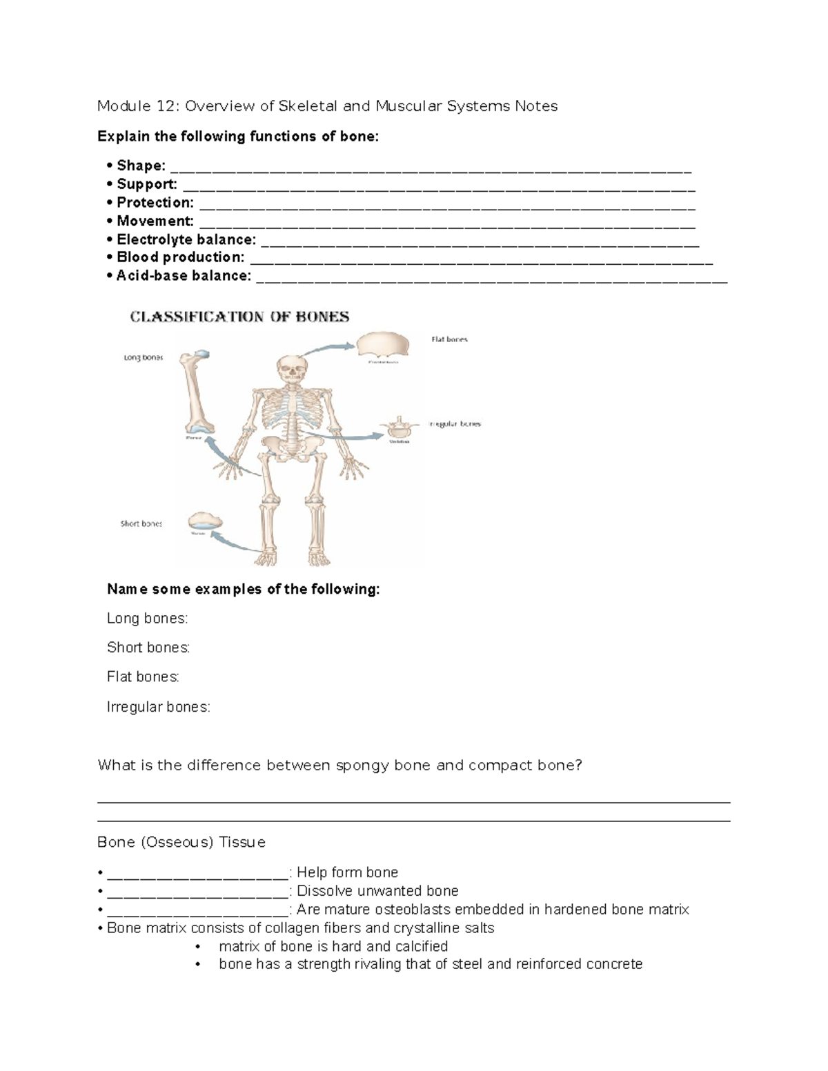 Module 12 - Overview of Skeletal and Muscular Systems Notes - Bursa ...
