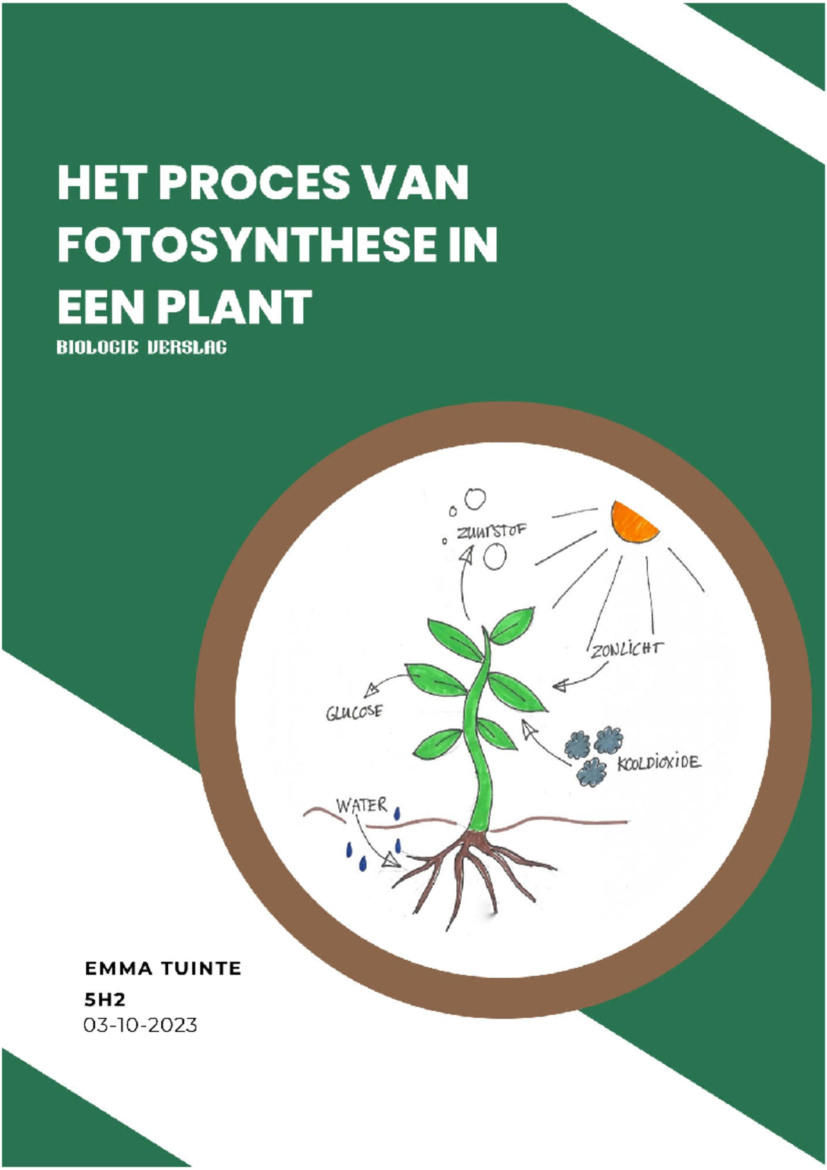 Het proces van fotosynthese in een plant - Het belangrijkste proces ...
