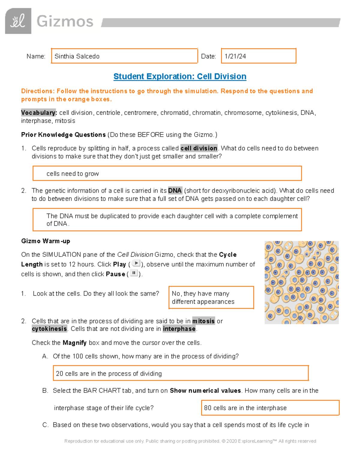 Gizmo Student Handout: Cell Division SE Activity A Overview - Studocu