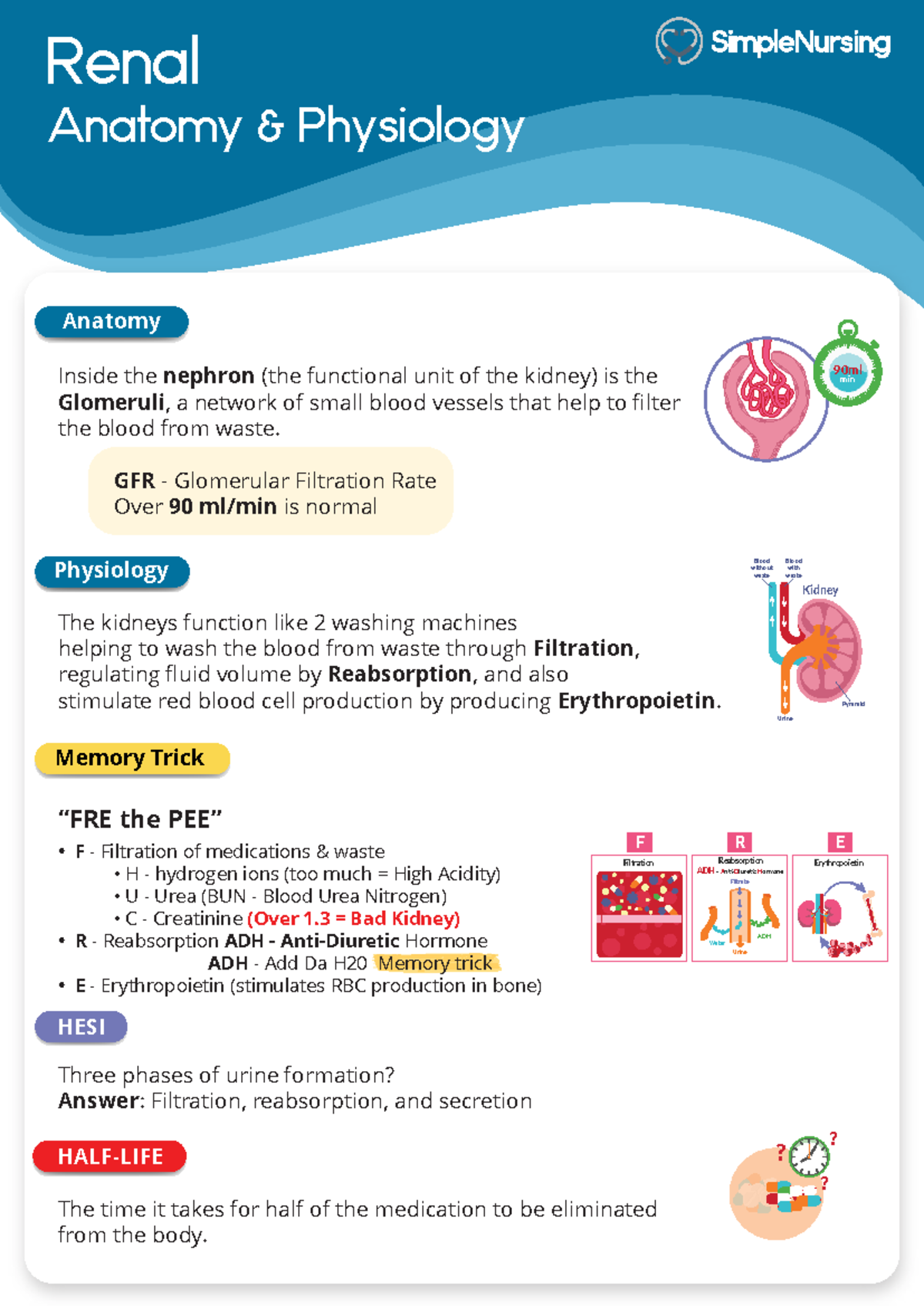 Renal Anatomy & Physiology - Renal Anatomy & Physiology Physiology The ...