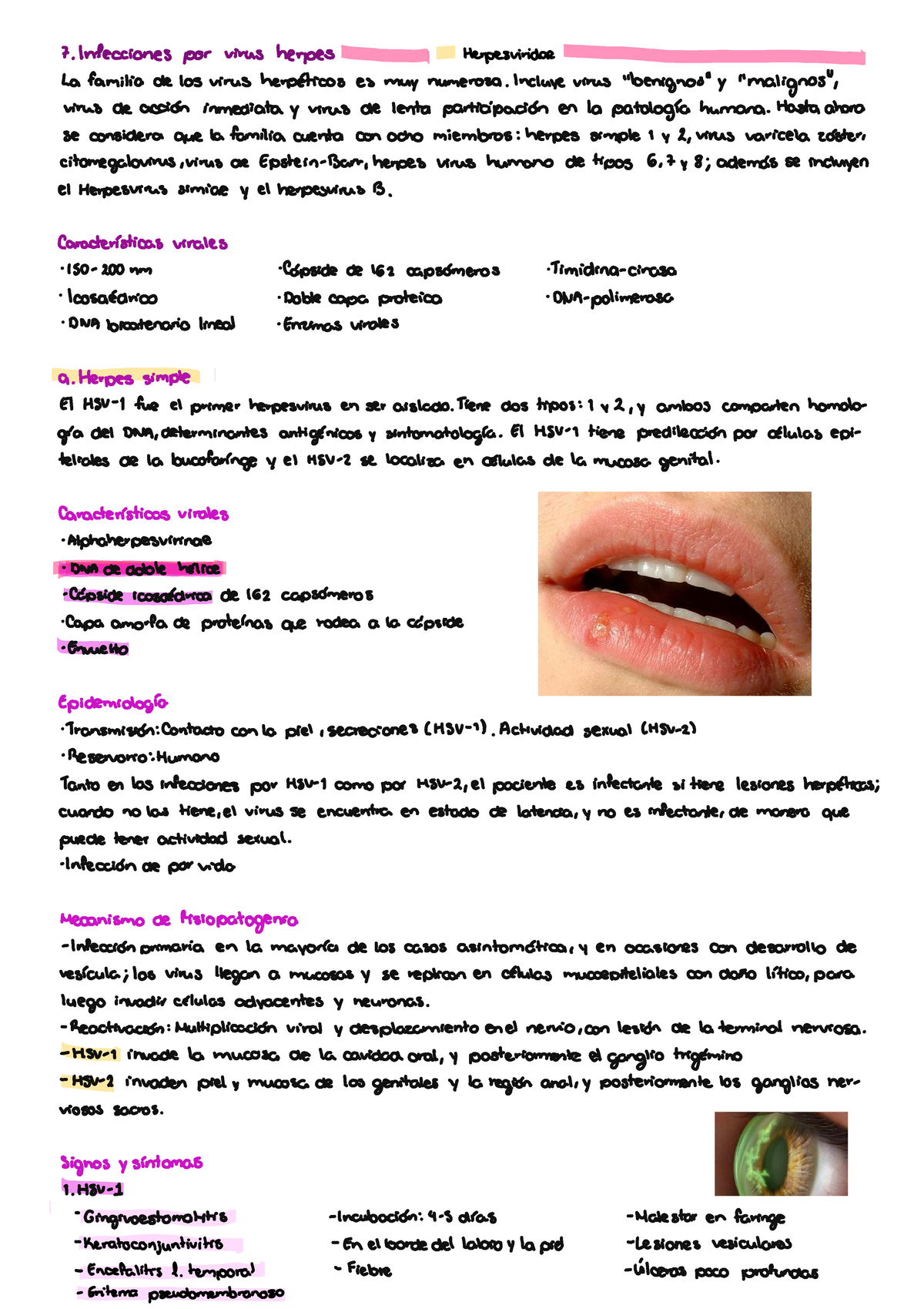Virus Herpes: Apuntes sobre Infecciones y Características (7) - Studocu