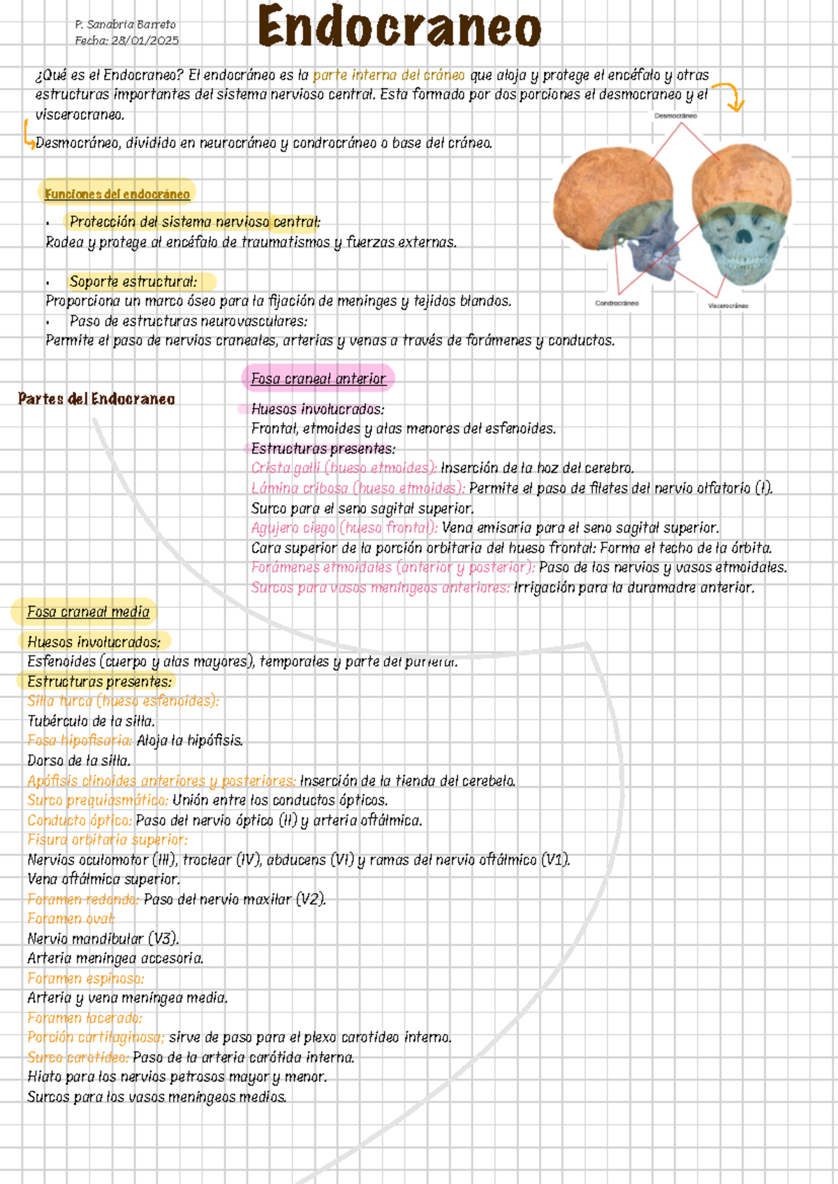 Apuntes I Endocráneo y Exocráneo: Estructuras y Funciones - Studocu