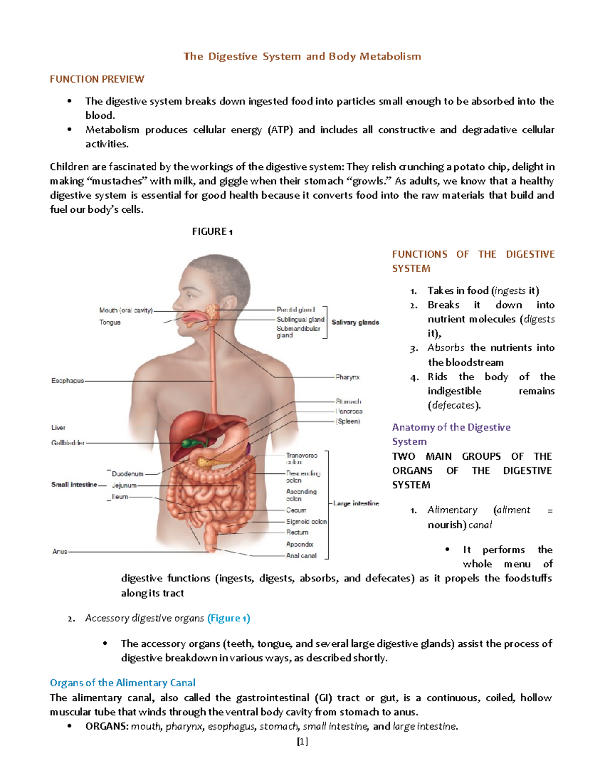 Digestive System Overview (BIO 101) - Functions & Anatomy - Studocu