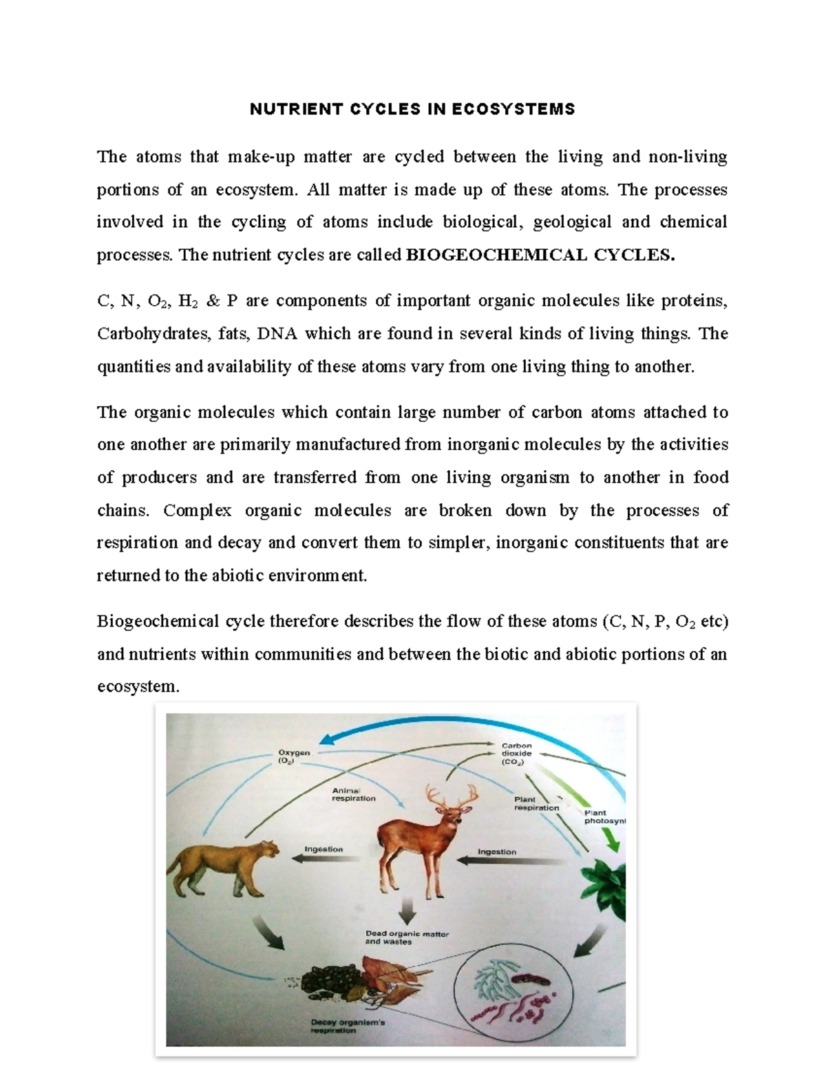 NUTR 101: Biogeochemical Cycles in Ecosystems Overview - Studocu