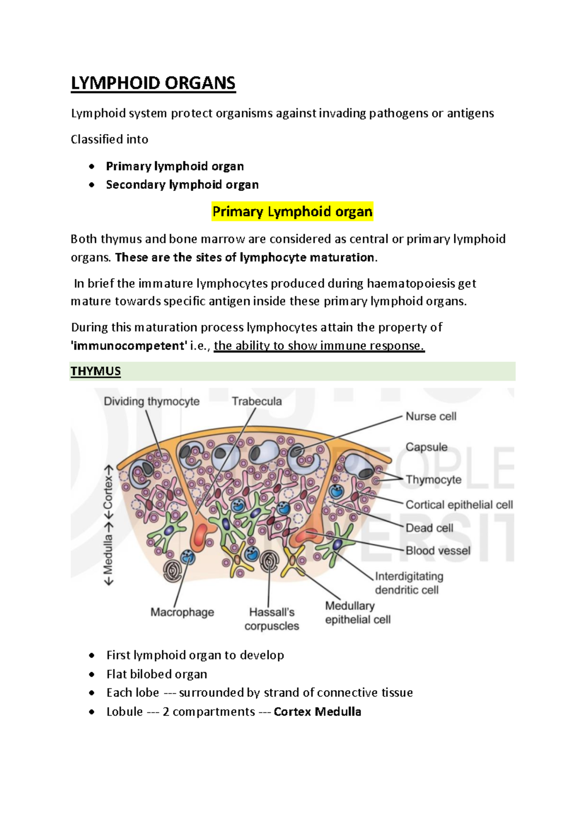 Lymphoid Organs: Structure and Function in Immune Response - Studocu
