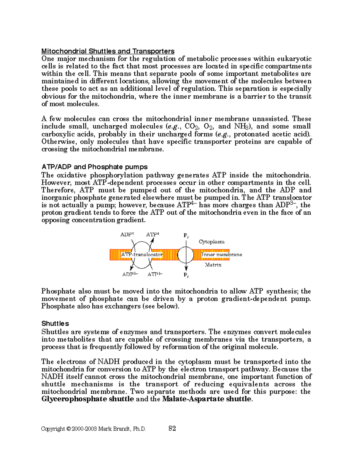 Mitochondrial Shuttles: Lecture Notes on Metabolic Transport Mechanisms ...