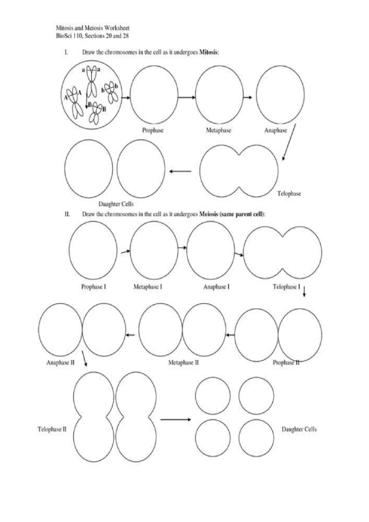Mitosis & Meiosis Diagrams Worksheet BioSci 110 - Studocu