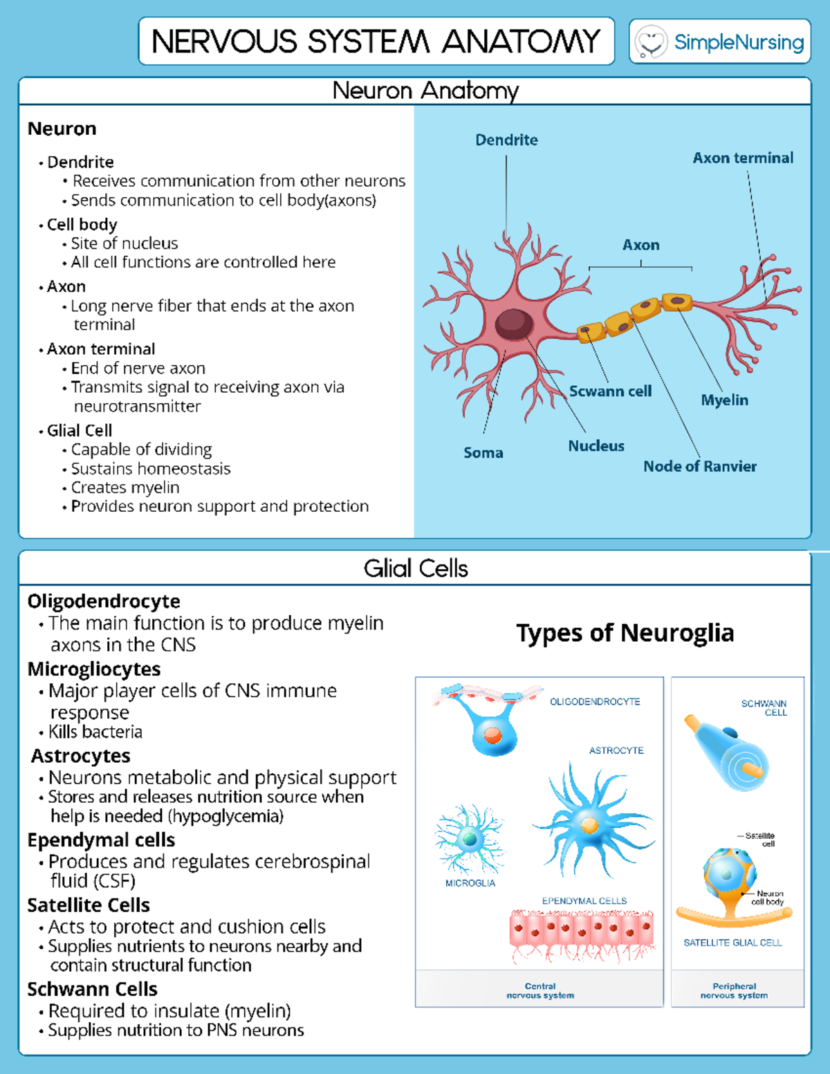 SN Nervous system 2 - study information - NERVOUS SYSTEM ANATOMY ...