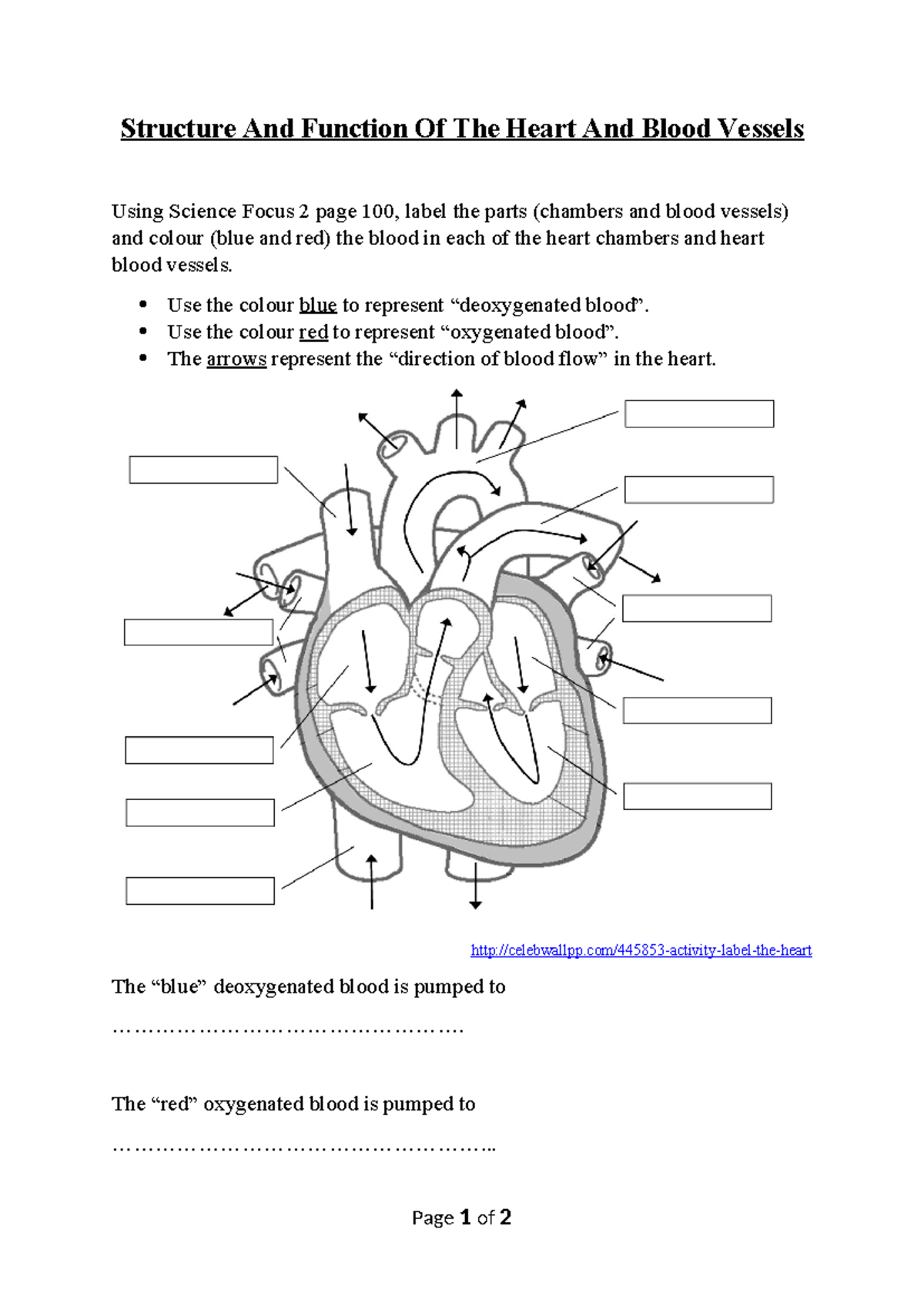 Heart Structure and Function Notes - Year 8 Science Focus 2 - Studocu