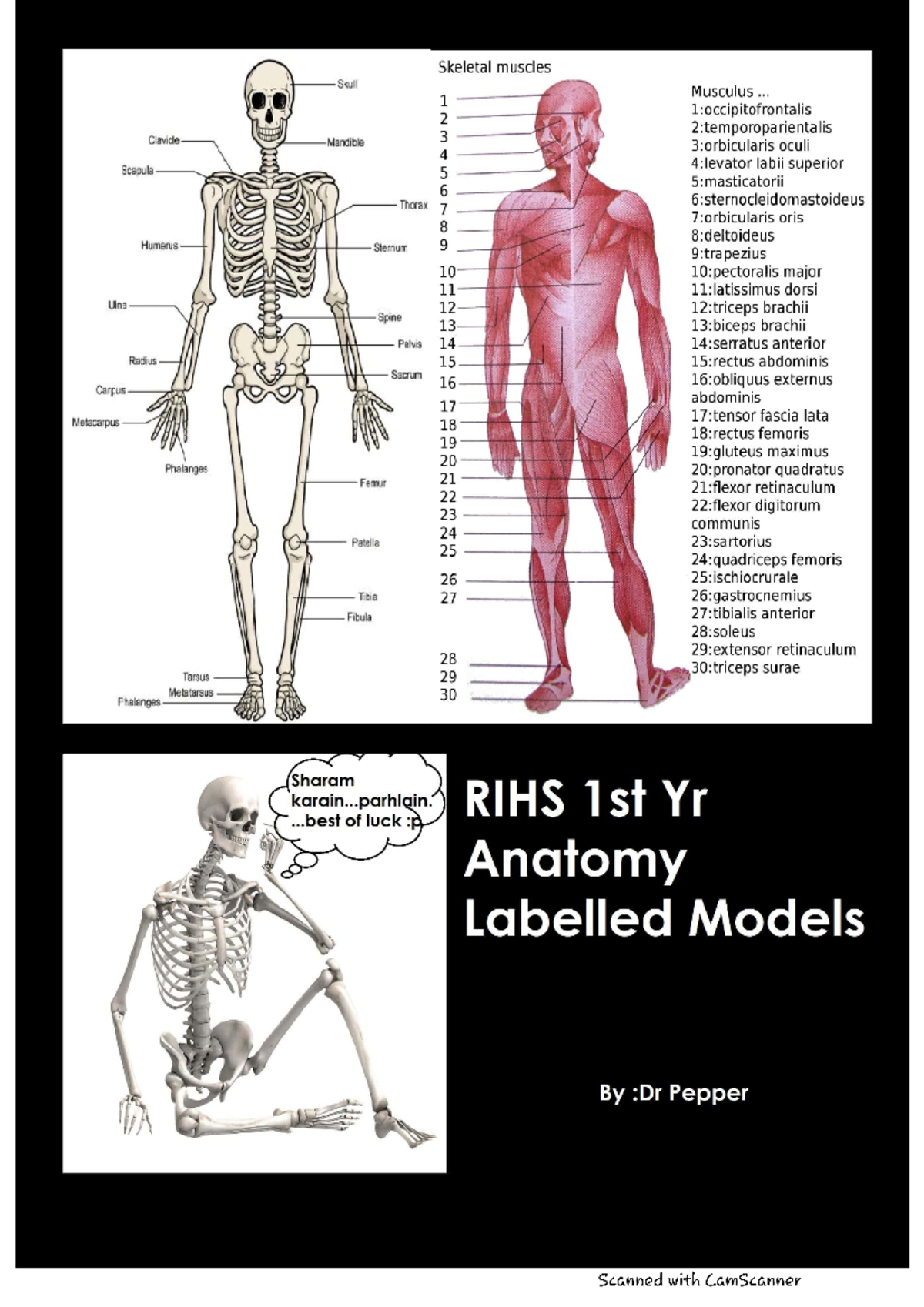 Anatomy Study Material: 1st Yr MBBS Gross OSPE Review - Studocu