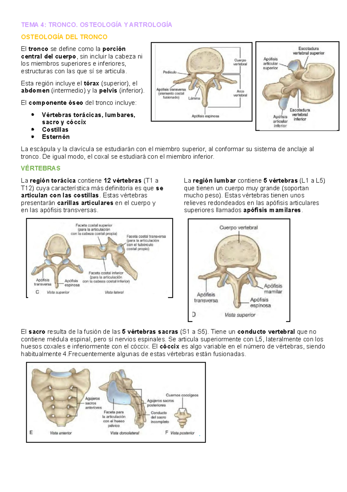 TEMA 4 - Resumen tema 4 - TEMA 4: TRONCO. OSTEOLOGÍA Y ARTROLOGÍA ...