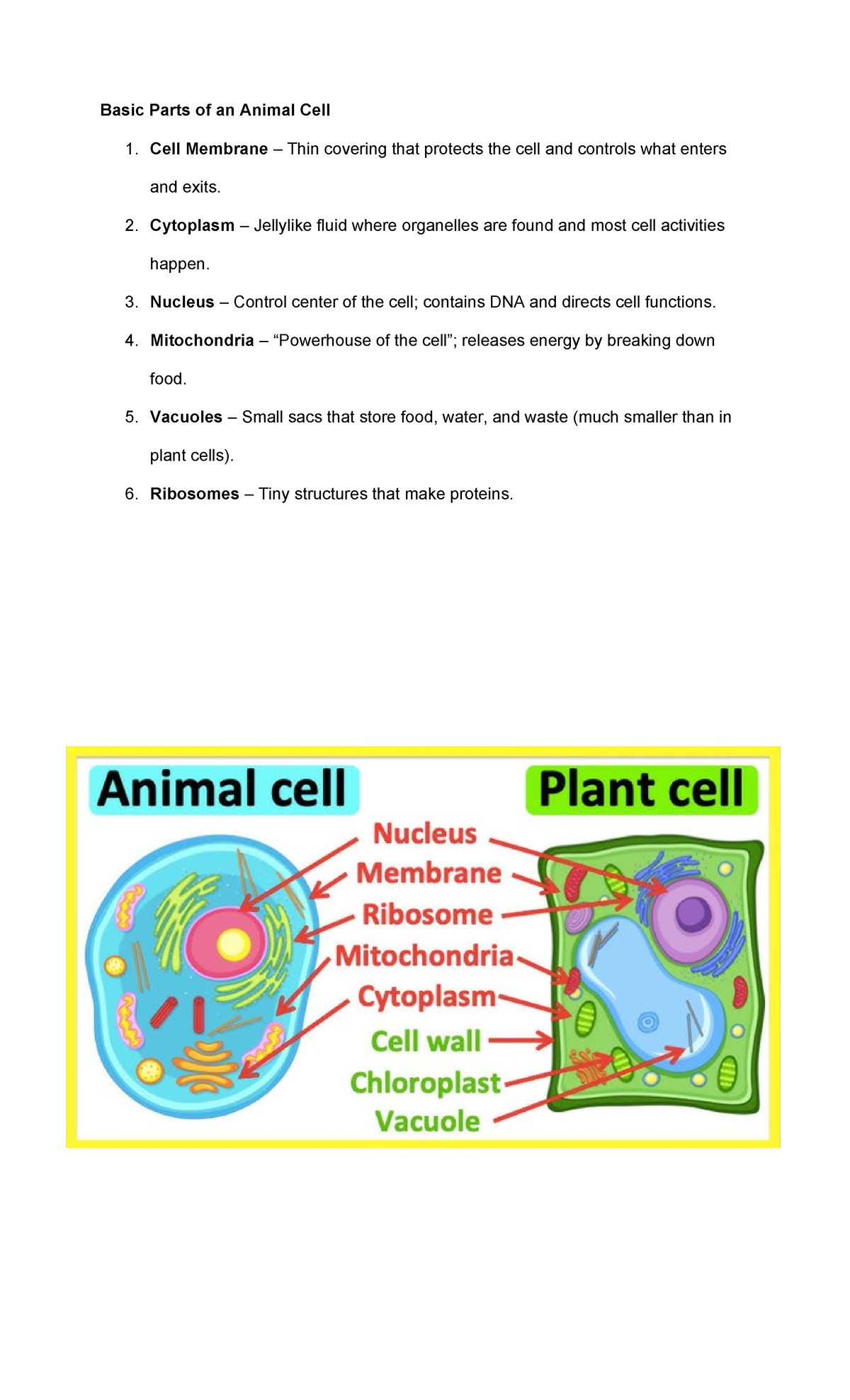 Biology 101: Basic Parts of an Animal Cell and Their Functions - Studocu