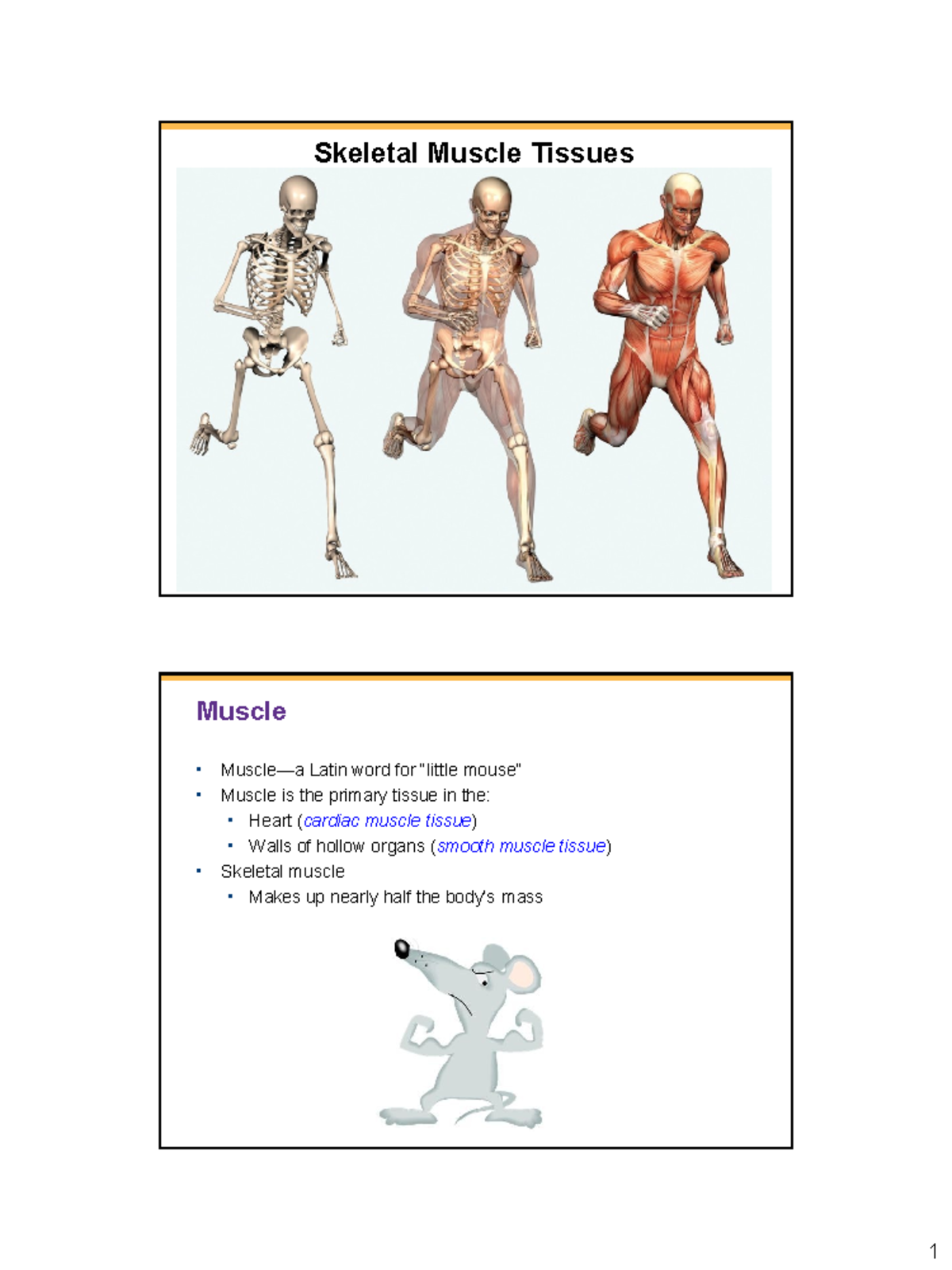 Muscular Anatomy (BIO 101): Compartmentalization, Functions, and ...