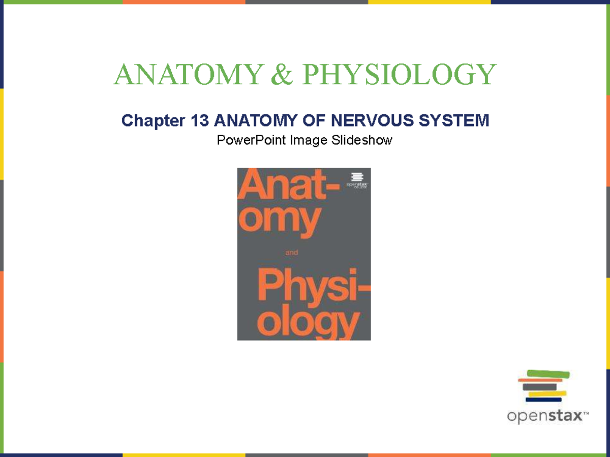 ANATOMY PHYSIOLOGY Chapter 13: Nervous System Overview and Spinal Cord ...