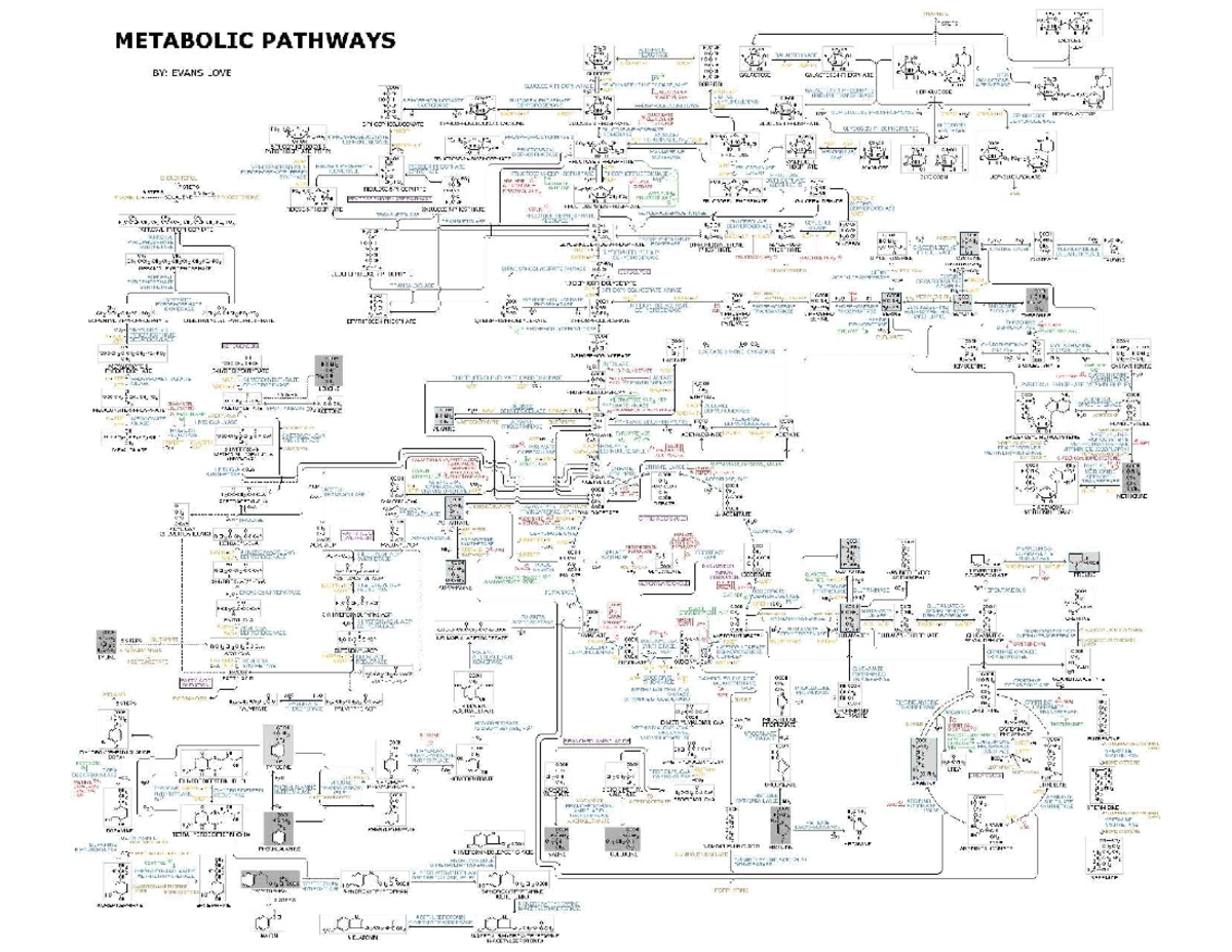 Human Metabolism: Metabolic Pathways Overview - Studocu