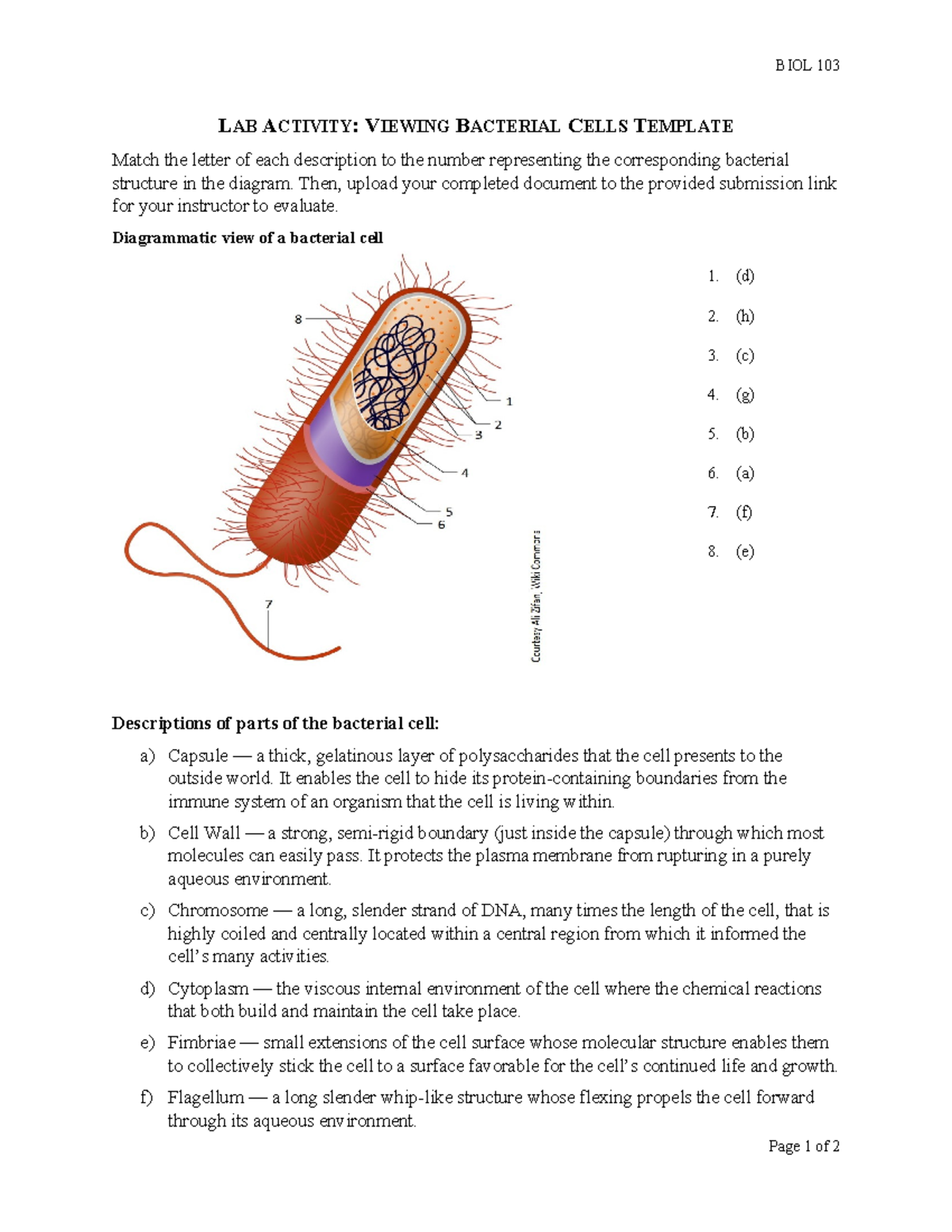 BIOL 103 Lab Activity: Identifying Bacterial Cell Structures - Studocu