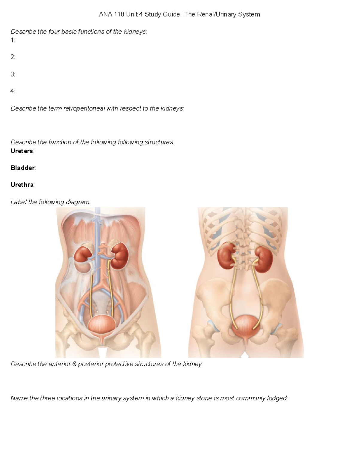 ANA 110 Unit 4 Study Guide: Kidney Functions & Urinary System - Studocu
