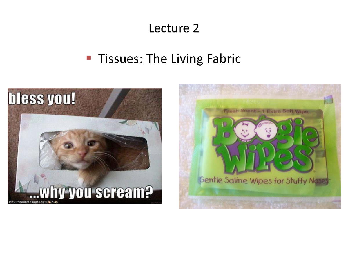Week 01 Lect 02: Introduction to Tissues & Histology Concepts - Studocu