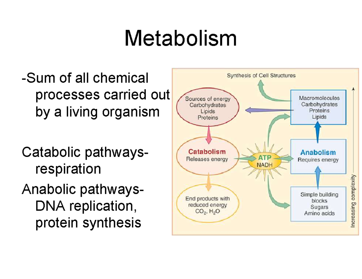 Cellular Respiration Overview: Processes, Pathways, and ATP Yield (BIO ...
